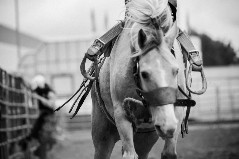 Dixie Classic Fair | SRA Rodeo | Winston-Salem NC - Laze L Farm Photography